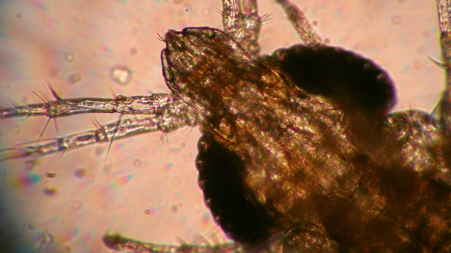 Gnathiid Gnation – The Official Website of Dr. Paul Sikkel & His Lab